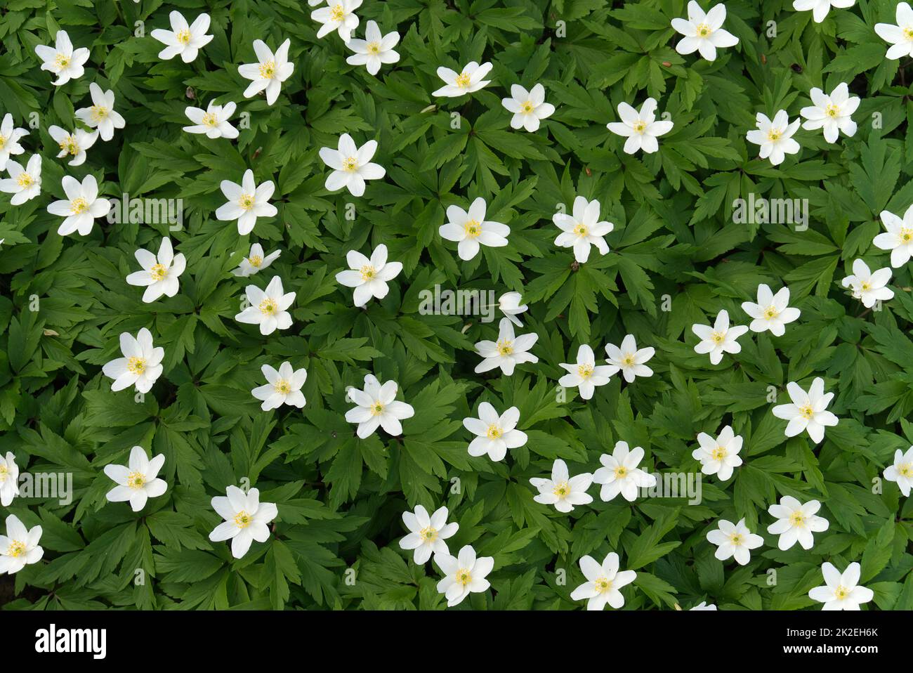 Spring background with blooming white flowers Stock Photo - Alamy