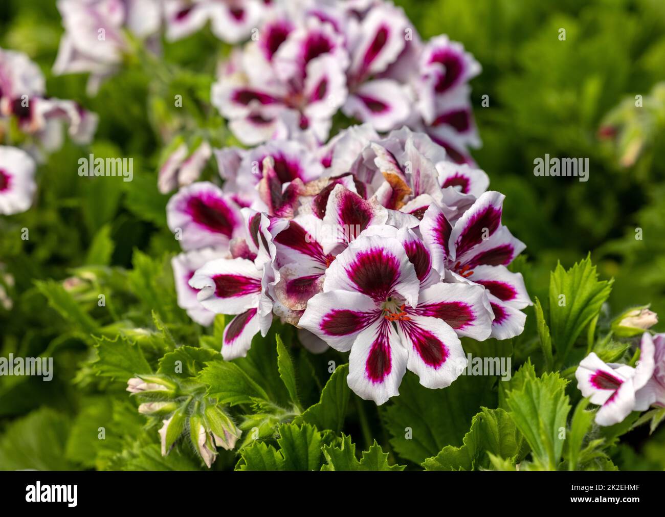 Flowers of a surfinia Stock Photo - Alamy