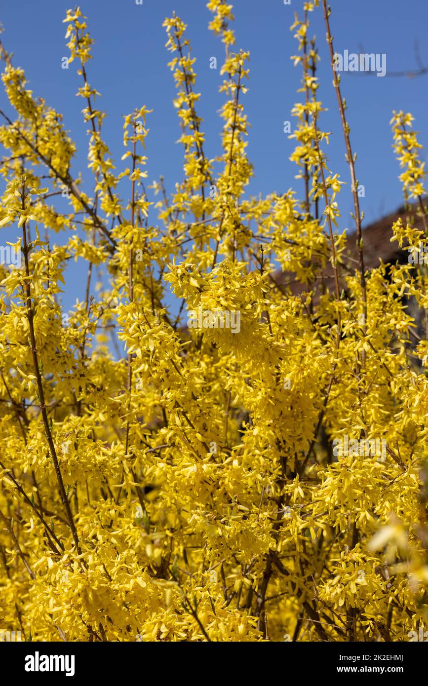 Korean forsythia hi-res stock photography and images - Alamy