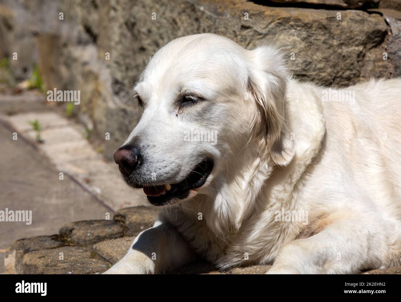 Golden retriever teeth hi-res stock photography and images - Alamy