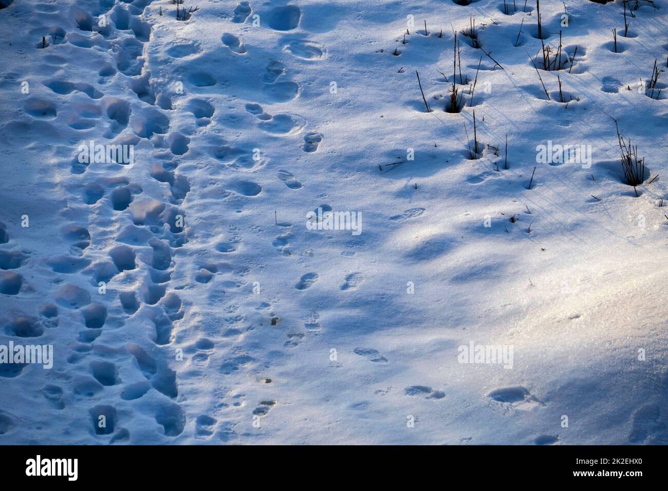 human footprints on the falling snow, shoe prints in the snow, winter ...