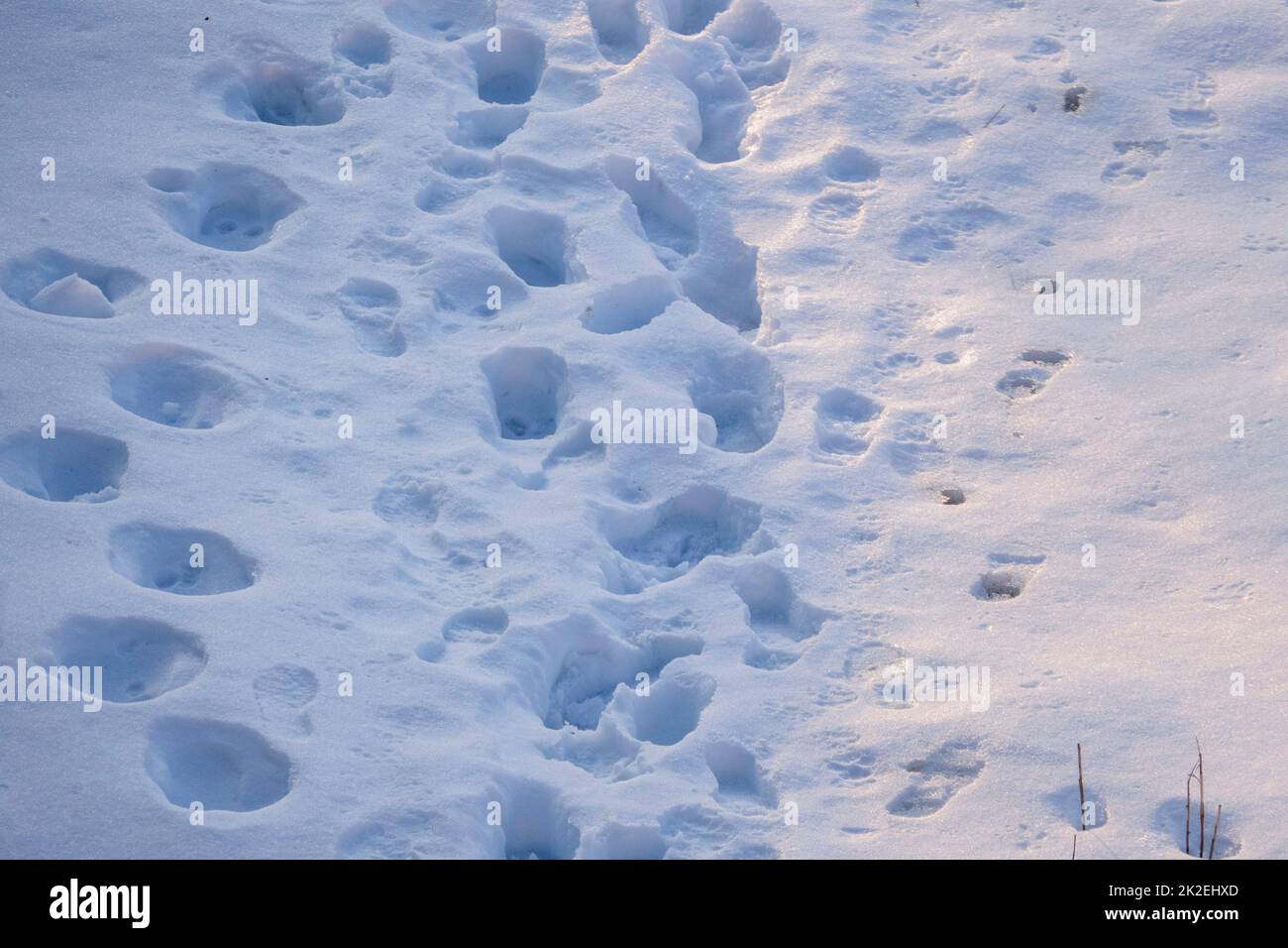 human footprints on the falling snow, shoe prints in the snow, winter ...