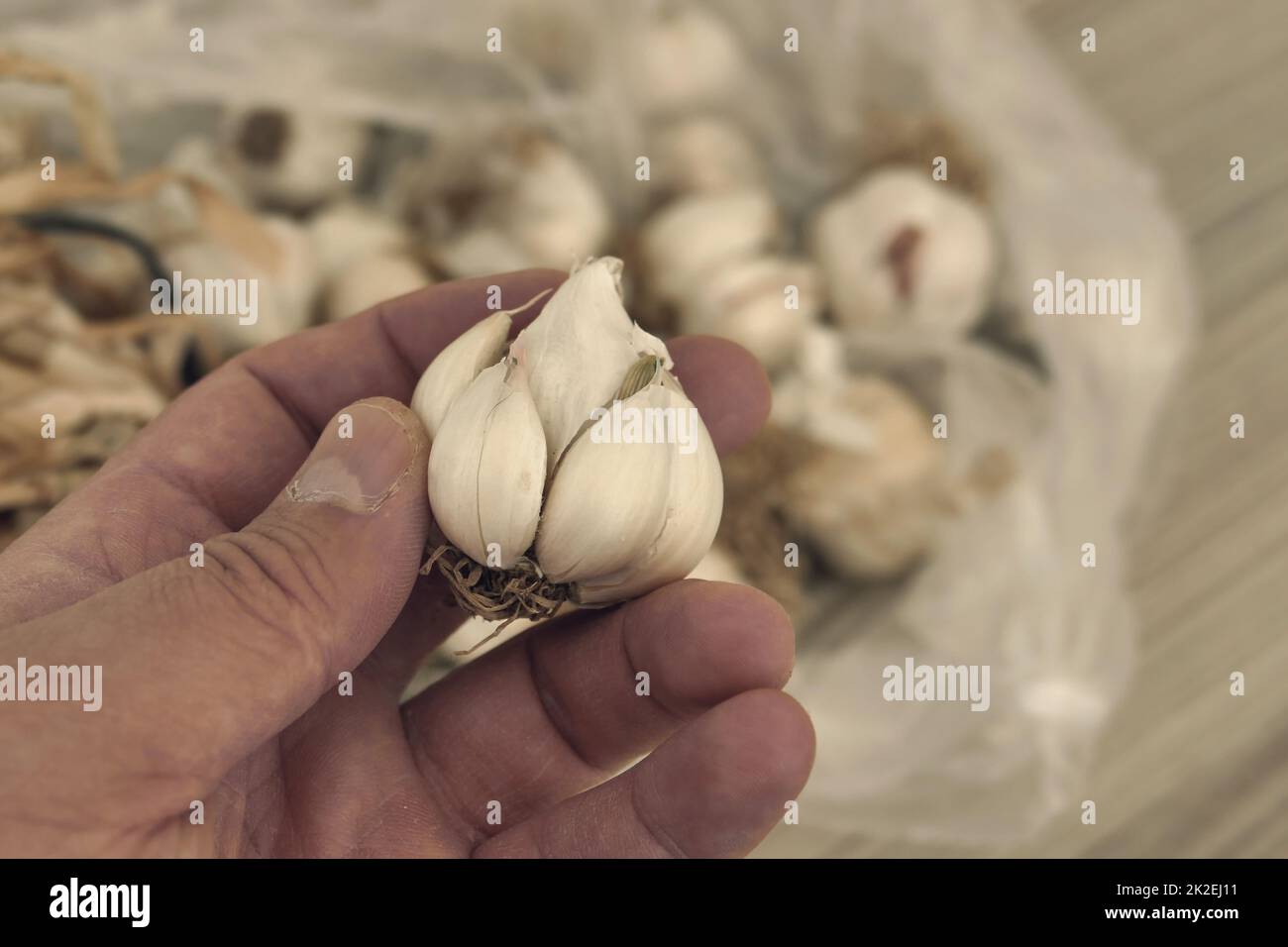 a bunch of dried garlic - lots of dried garlic heads,close-up dried ...