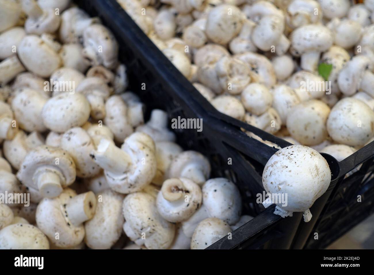 cultivated mushrooms in the greengrocer, food inflation, vegetable and ...