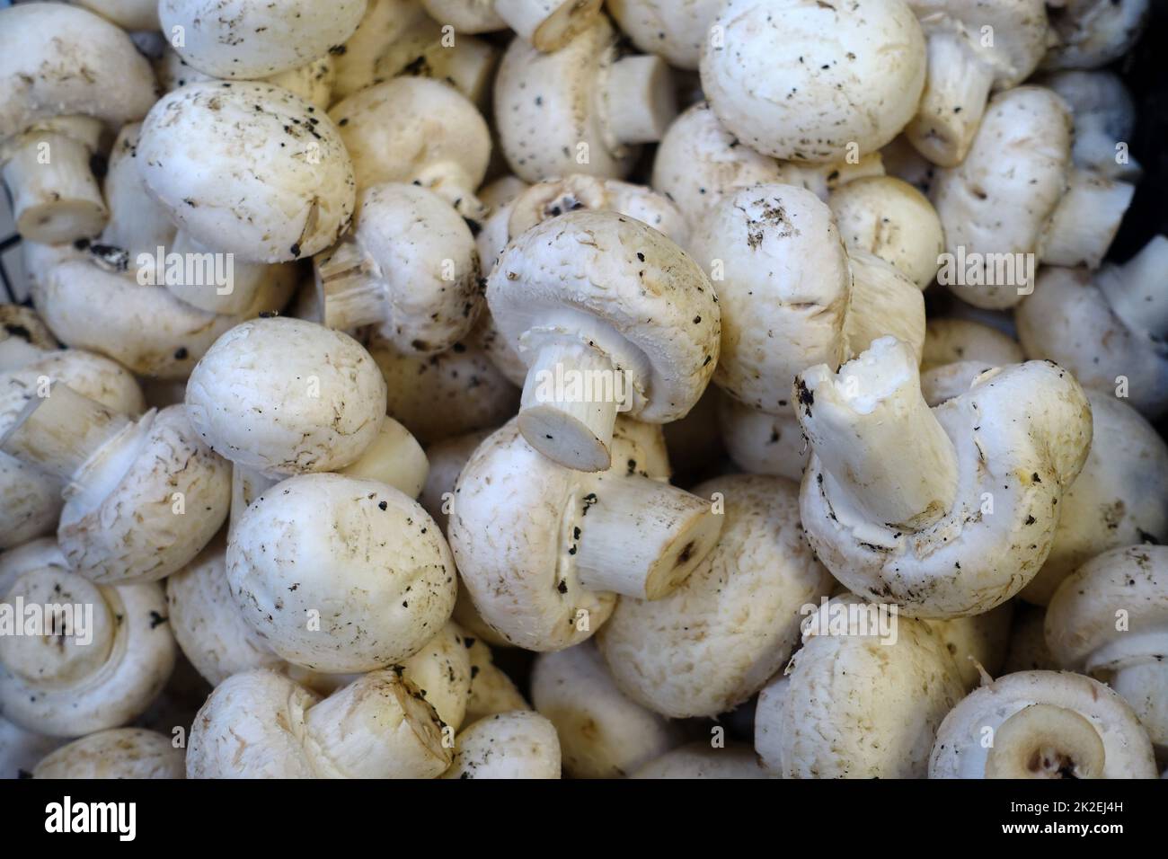 cultivated mushrooms in the greengrocer, food inflation, vegetable and ...