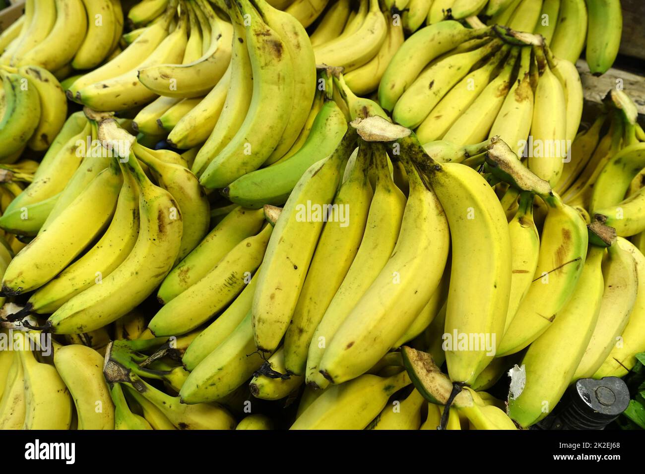 bananas in the greengrocer, a large amount of bananas on sale in the ...