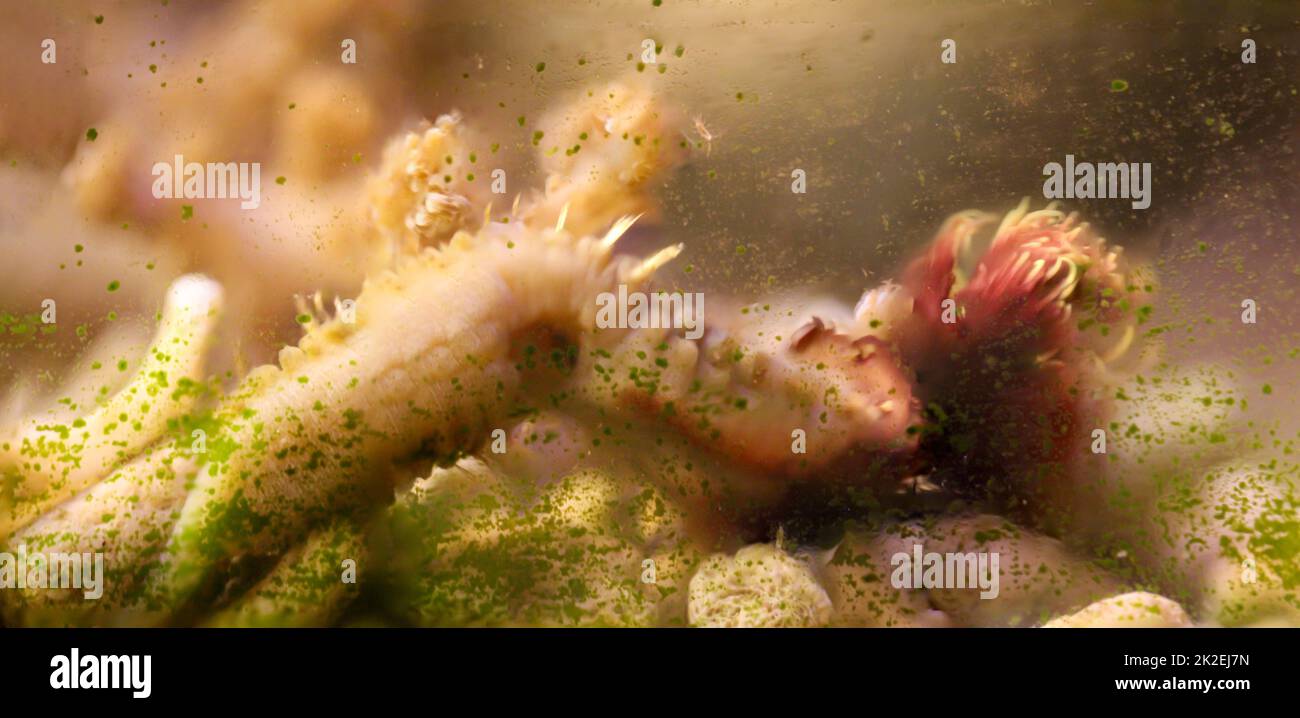 Saltwater aquarium hi-res stock photography and images - Alamy