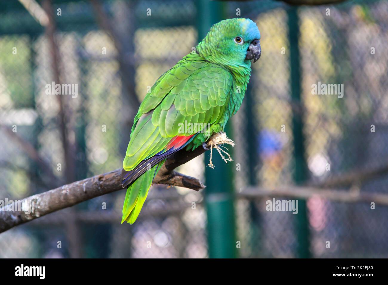 Parrot in an aviary. Parrot birds with beautiful plumage Stock Photo ...