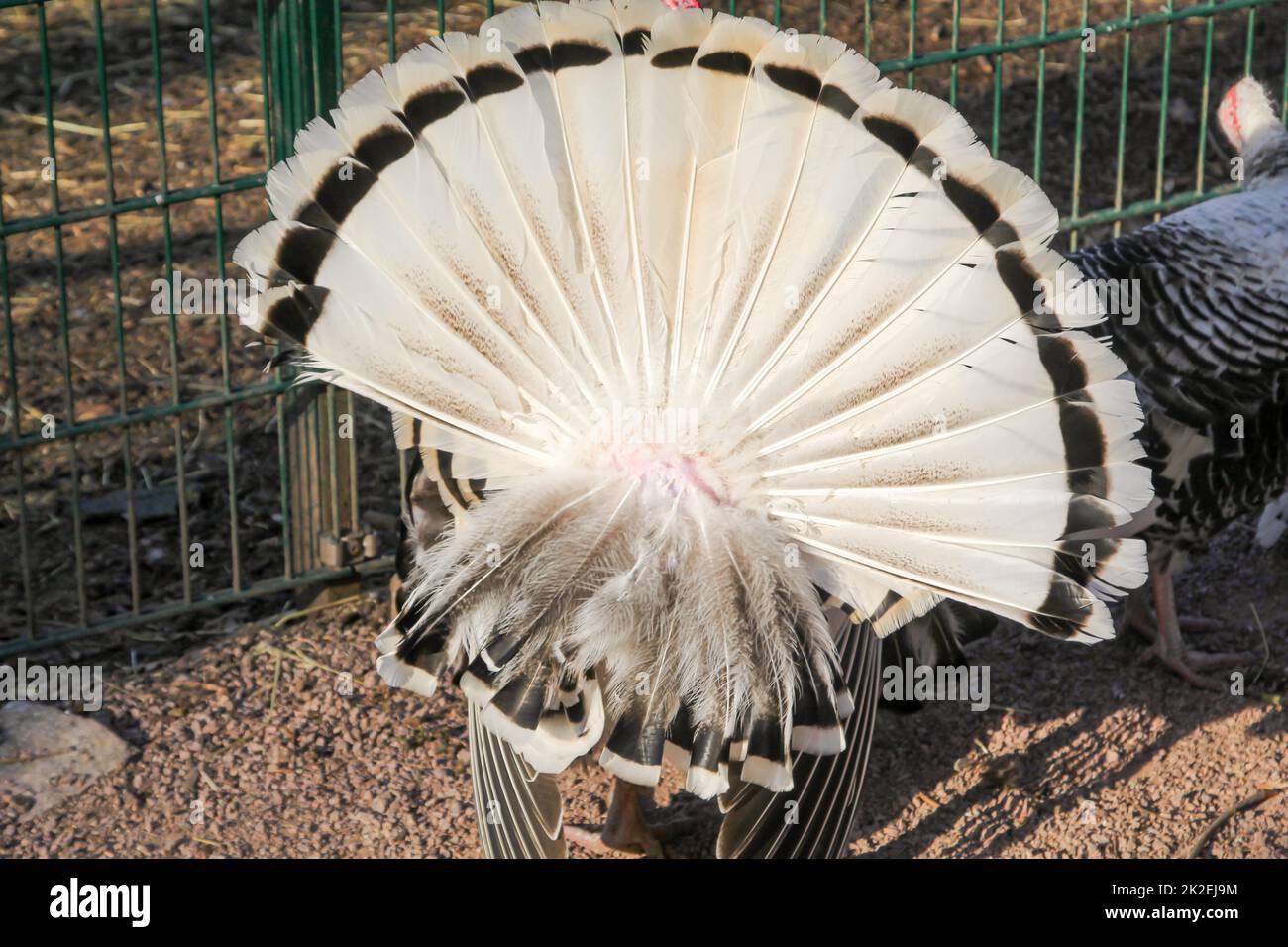 Turkey hawk hi-res stock photography and images - Alamy