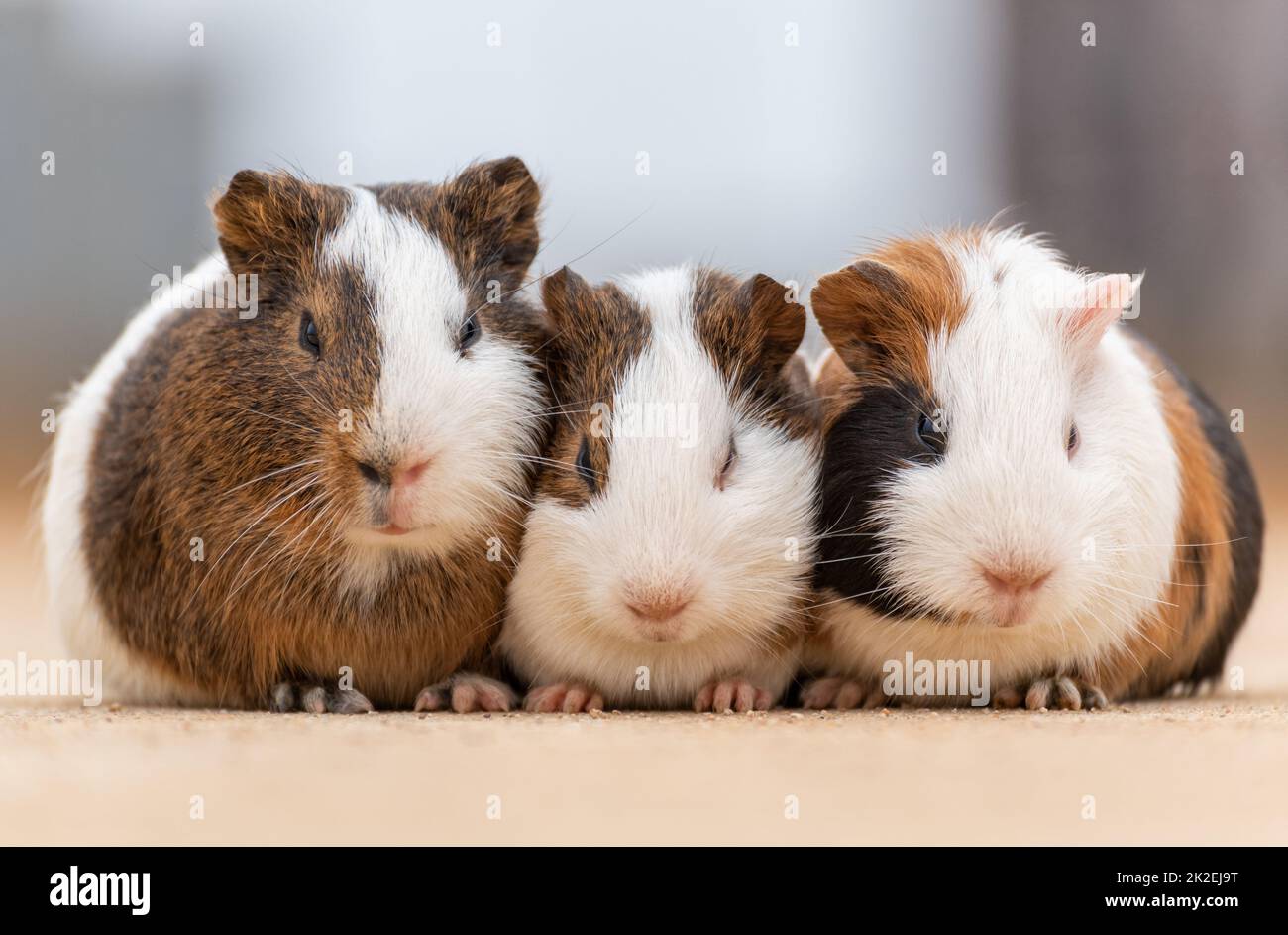 Three guinea pigs on a concrete pavement Stock Photo - Alamy
