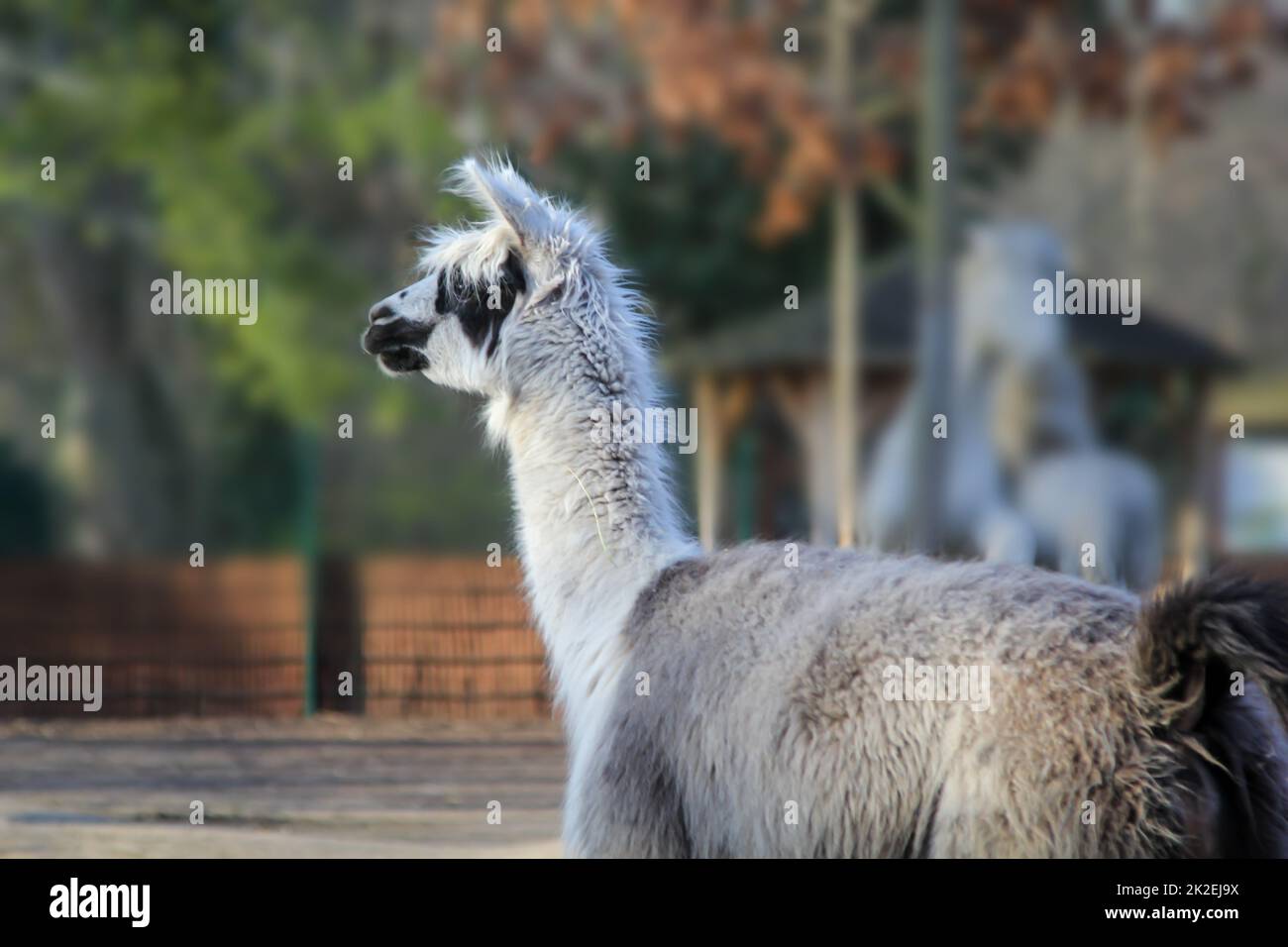 Portrait of an alpaca. Alpaca provide high quality wool Stock Photo - Alamy