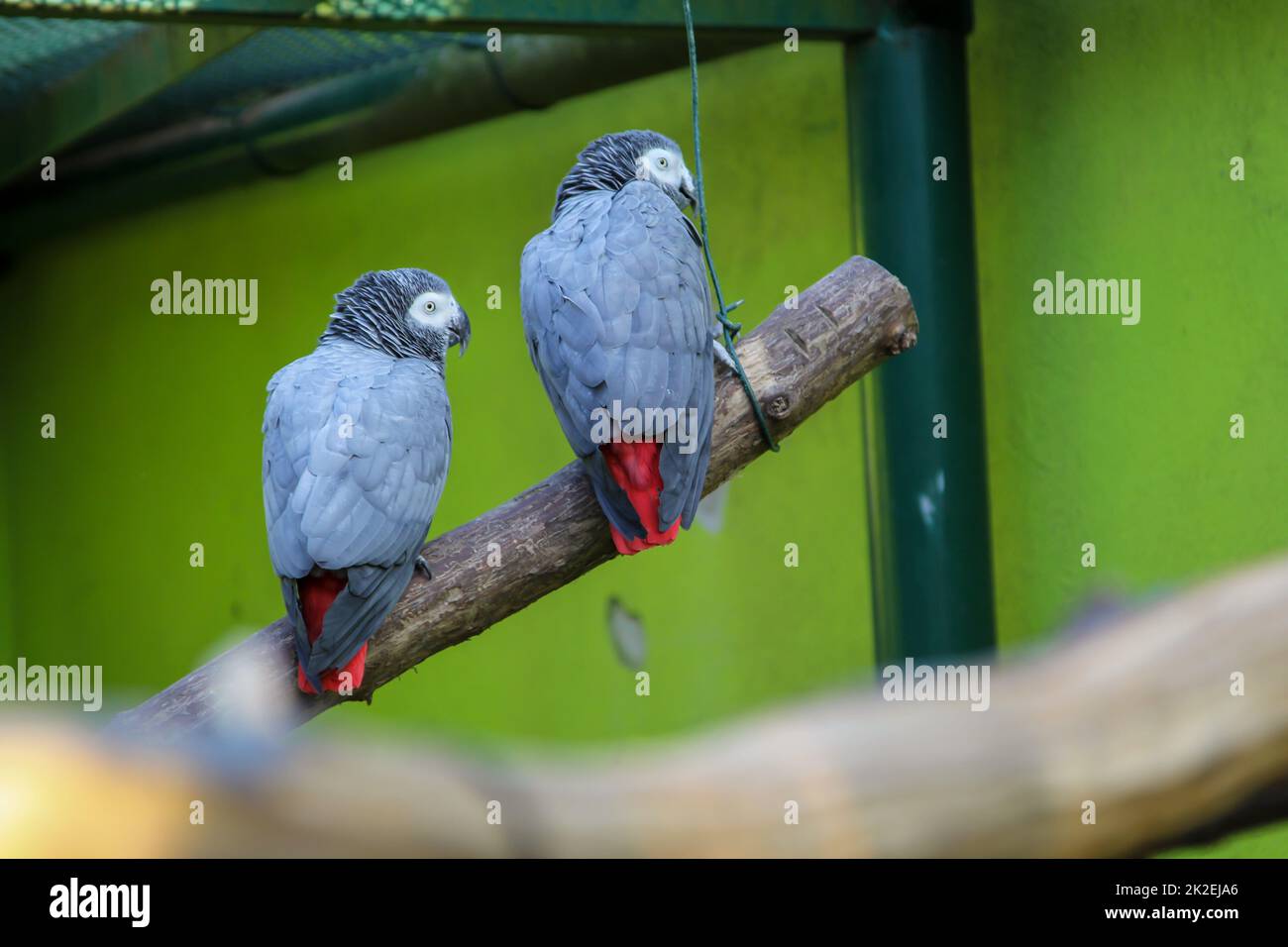 Parrot in an aviary. Parrot birds with beautiful plumage Stock Photo ...