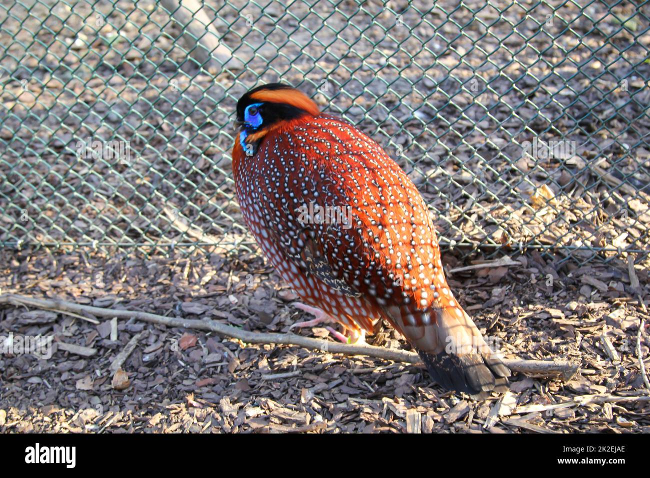 Chicken basket close hi-res stock photography and images - Alamy
