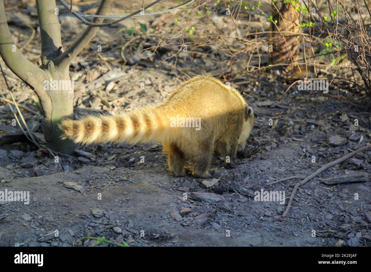 Portrait of a coati in its enclosure Stock Photo - Alamy