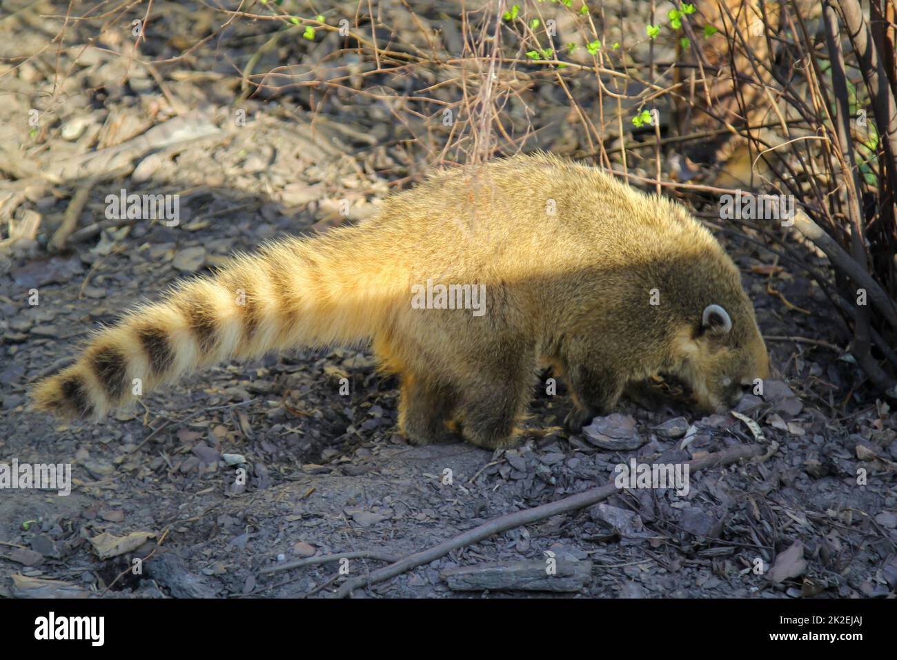 Southern coati hi-res stock photography and images - Alamy
