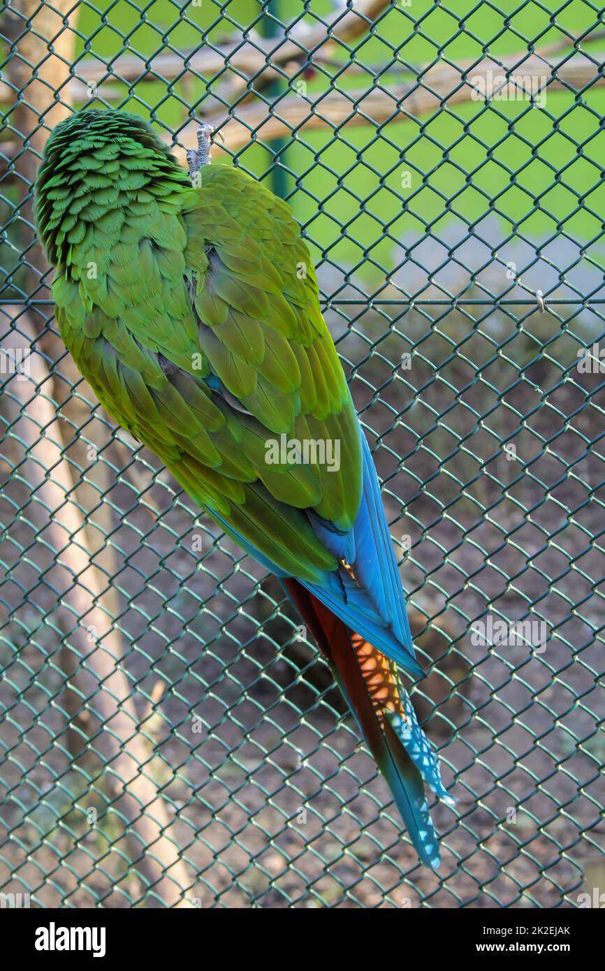 Parrot in an aviary. Parrot birds with beautiful plumage Stock Photo ...