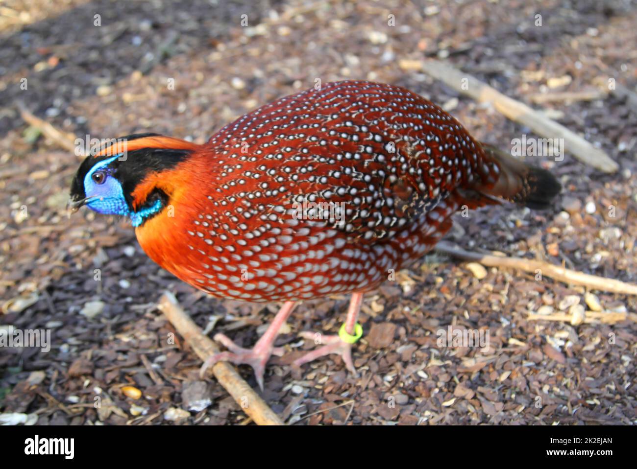 Portrait, close up of chicken, exotic chicken Stock Photo - Alamy