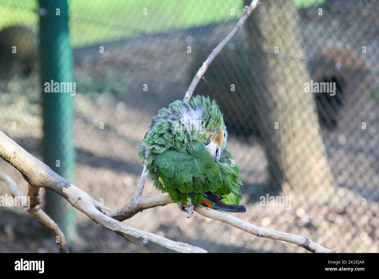 Parrot in an aviary. Parrot birds with beautiful plumage Stock Photo ...
