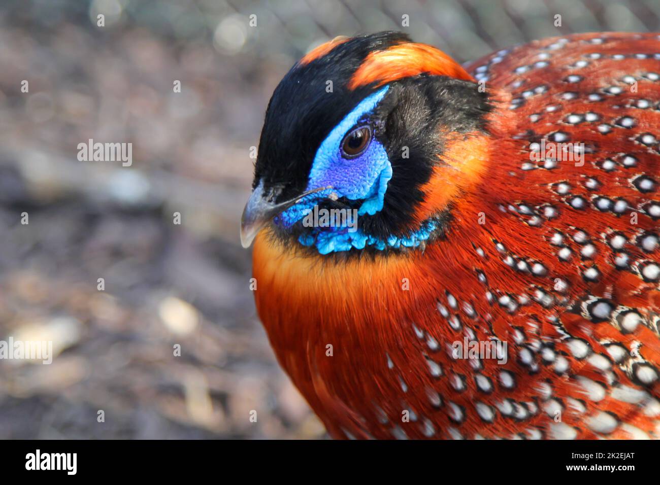Portrait with chicken hi-res stock photography and images - Alamy