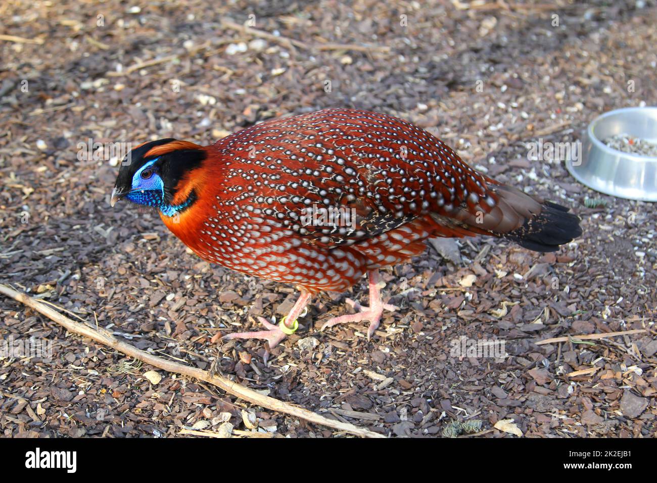 Portrait, close up of chicken, exotic chicken Stock Photo - Alamy