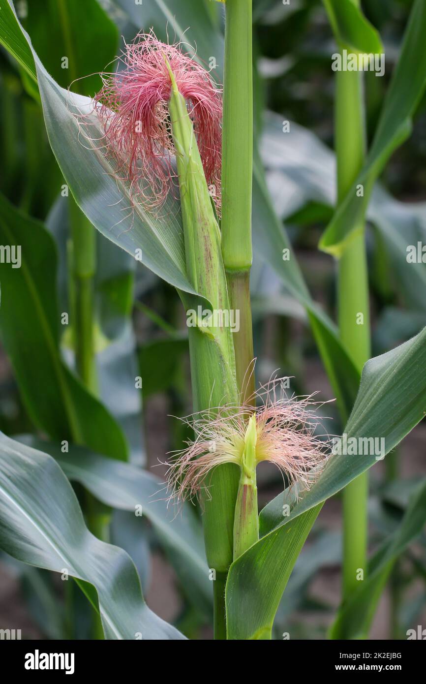 Corn field agriculture hi-res stock photography and images - Alamy