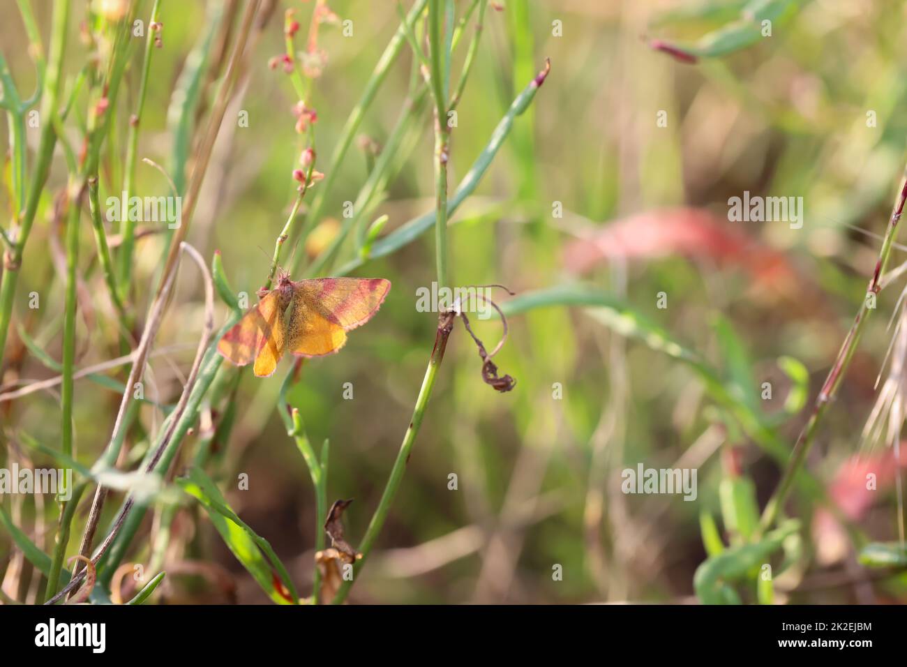 Portrait of a red banded moth in the grass of a meadow. A butterfly in ...