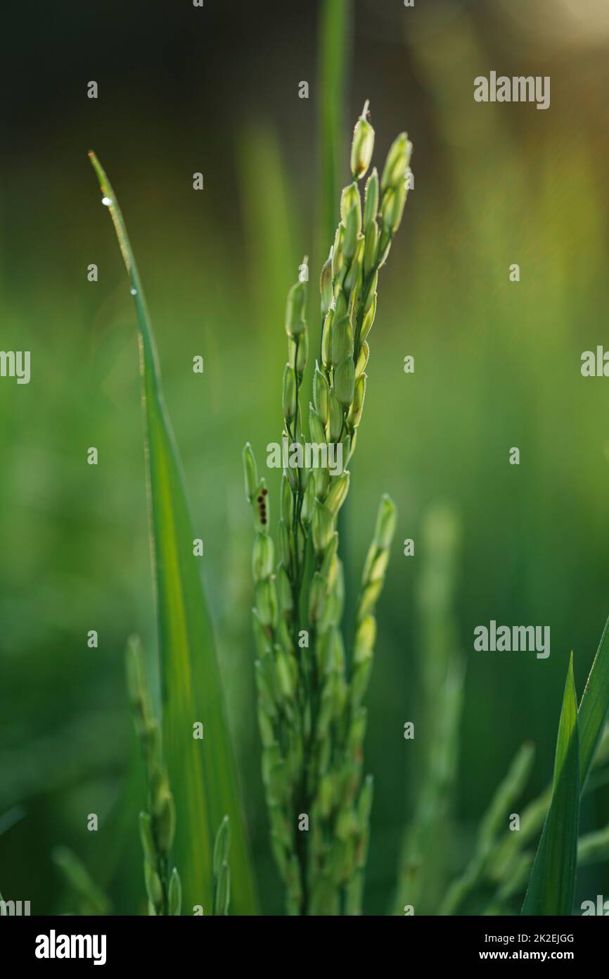 Rice young plant leaves hi-res stock photography and images - Alamy