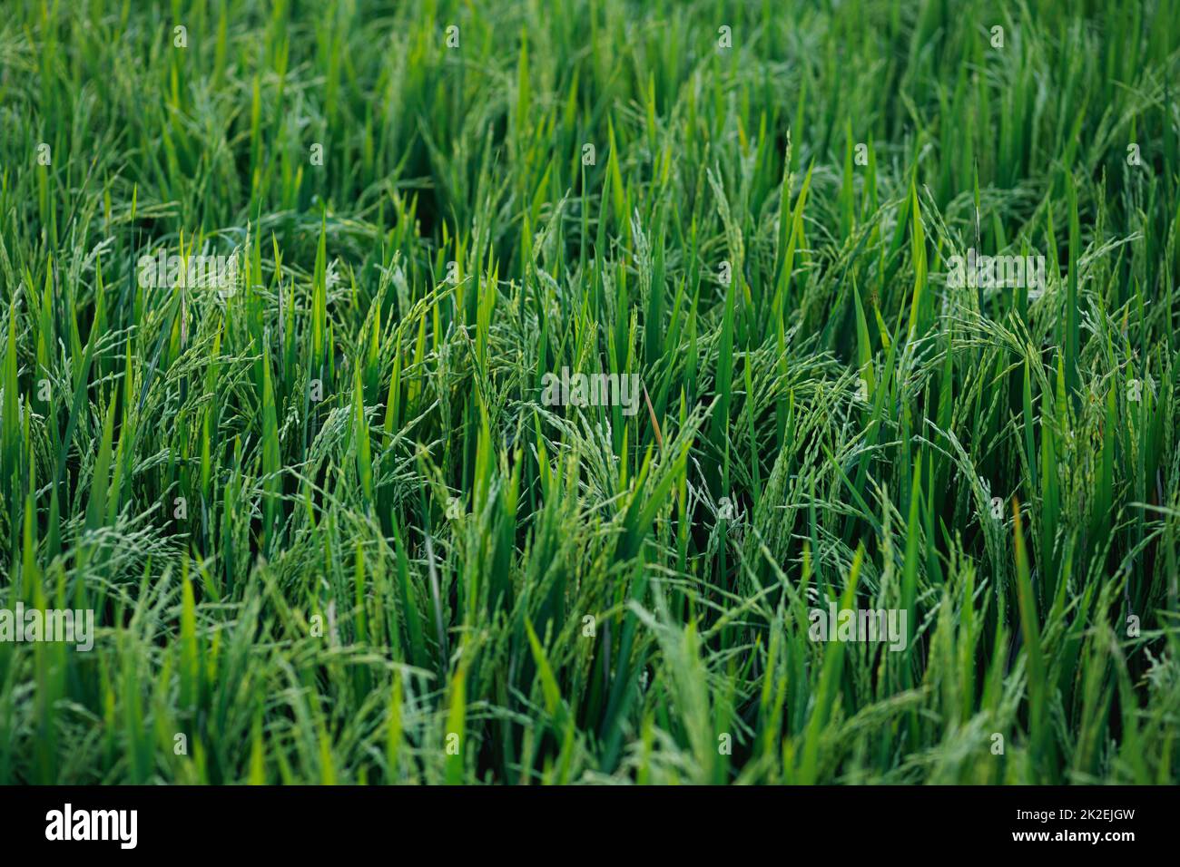 Field of rice plants hi-res stock photography and images - Alamy
