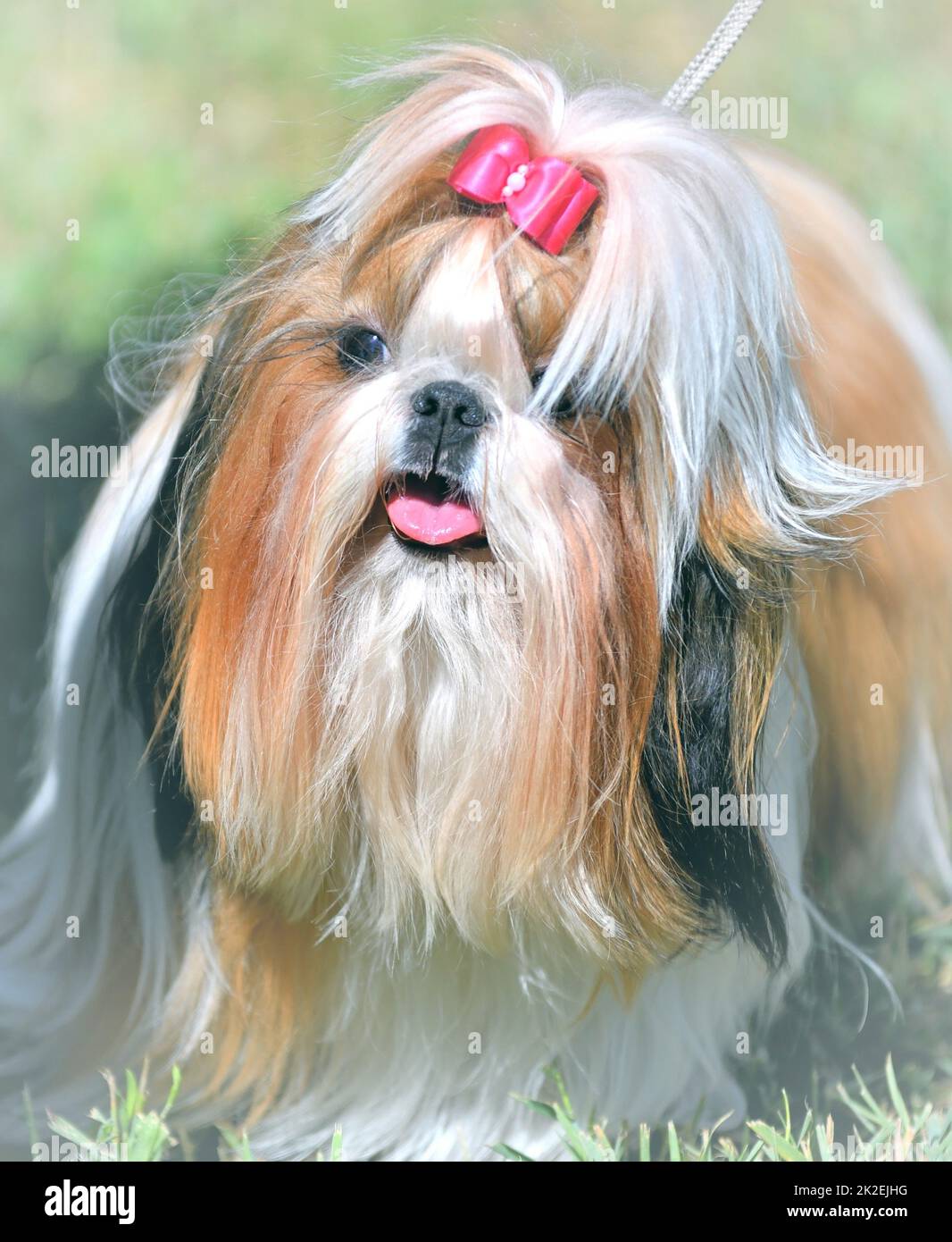 Yorkie mixed breed puppy hi-res stock photography and images - Alamy