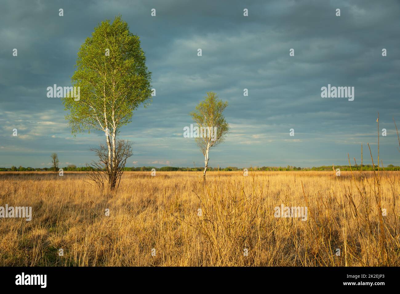 Two birches in spring hi-res stock photography and images - Alamy