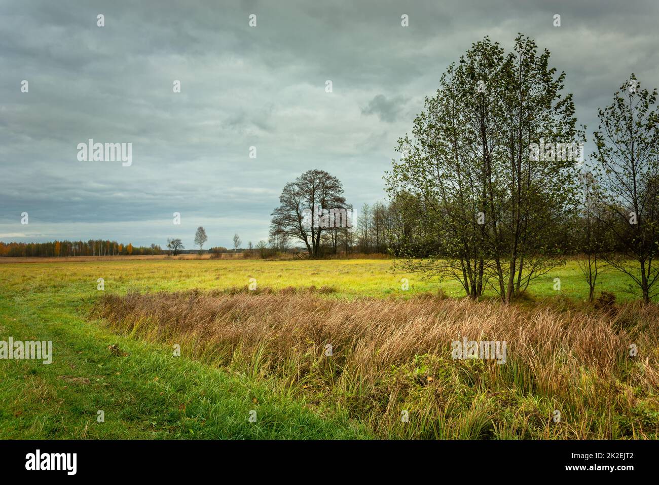 Landscape trees meadow tall hi-res stock photography and images - Alamy