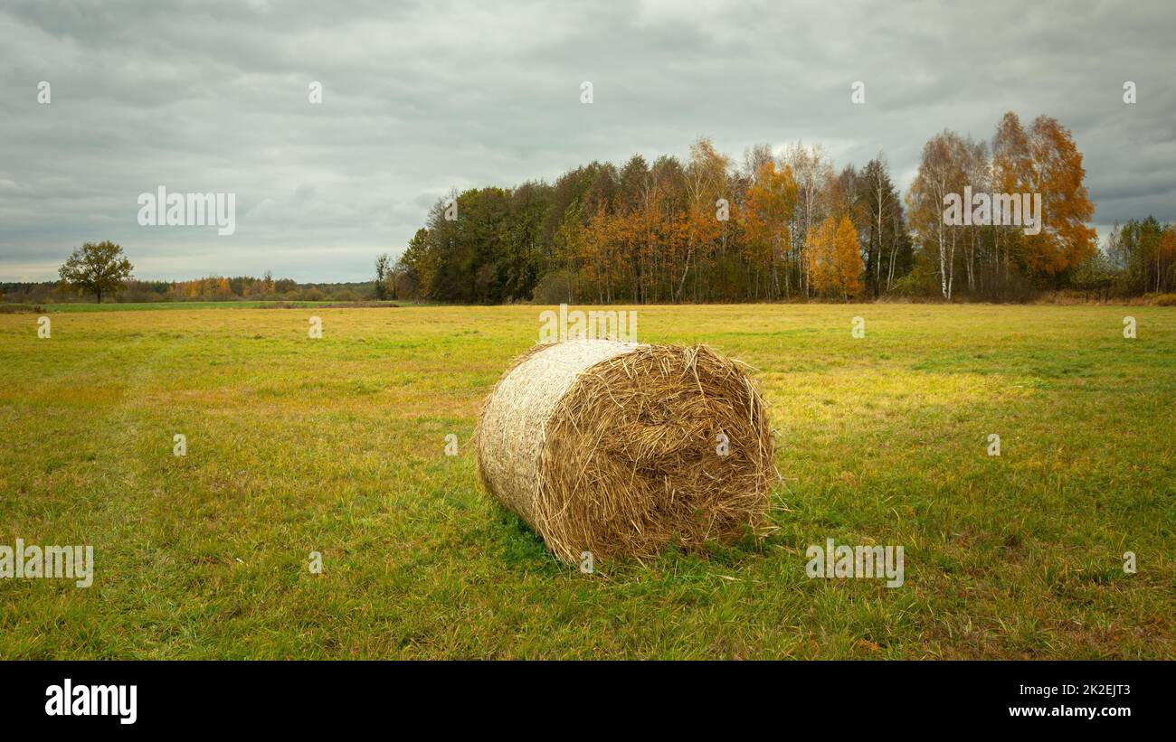 Hay forest hi-res stock photography and images - Alamy
