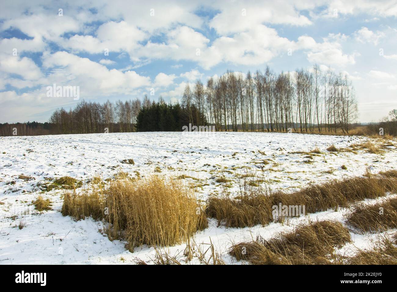 Snow on field trees hi-res stock photography and images - Alamy