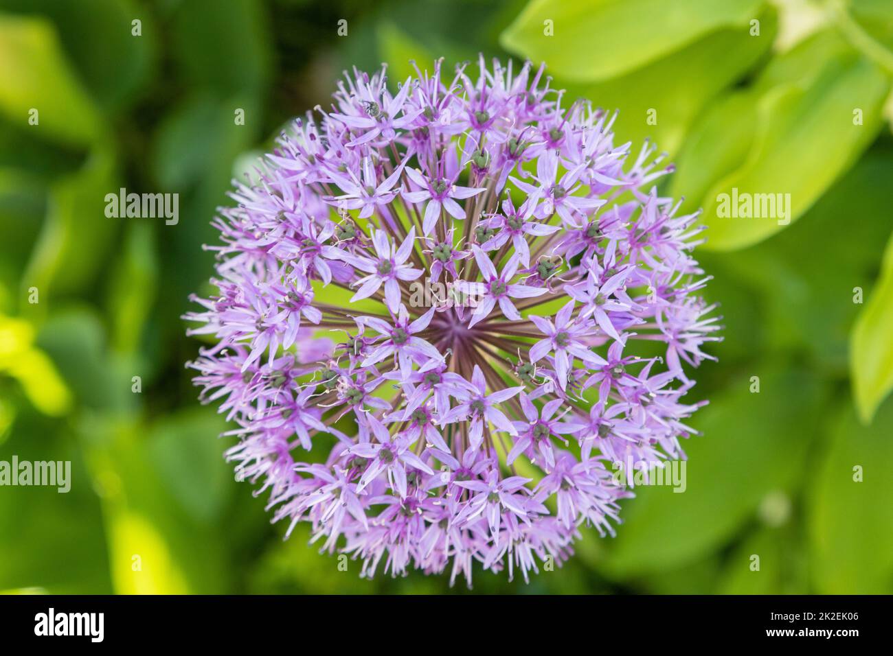 The purple flower of the ornamental lily Stock Photo - Alamy