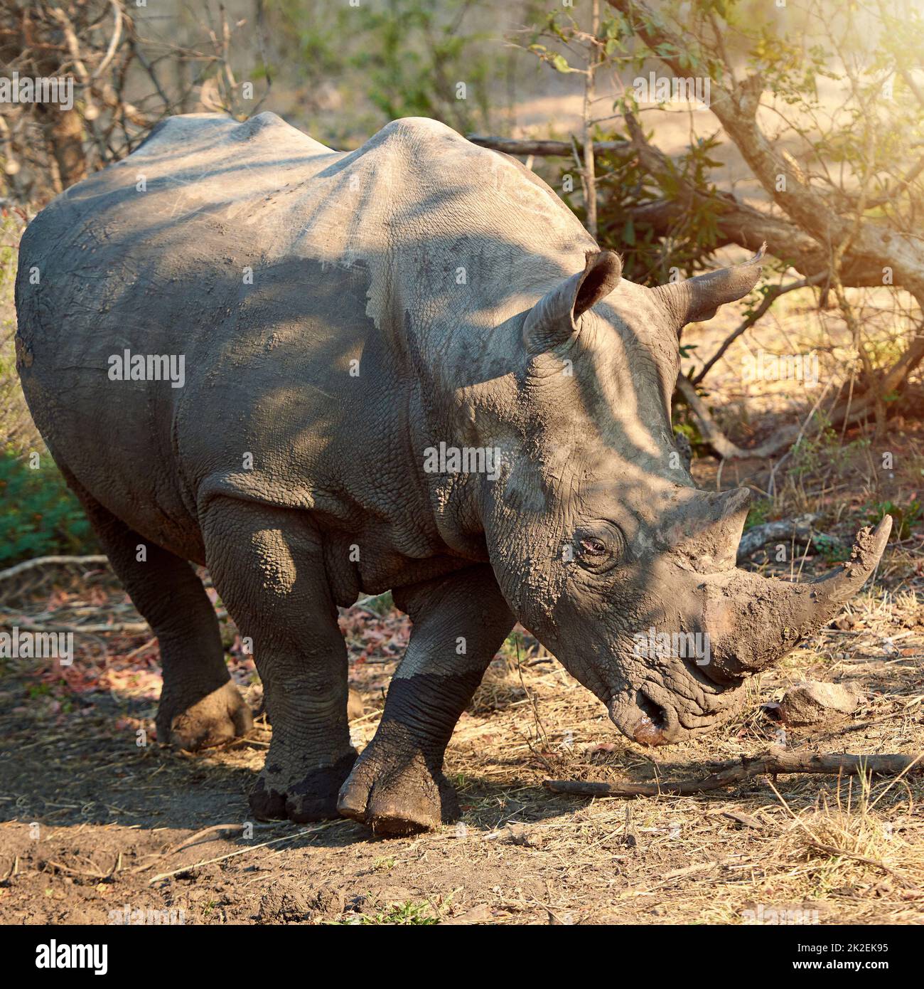 We have to protect our rhinos. Full length shot of a rhinoceros in the ...