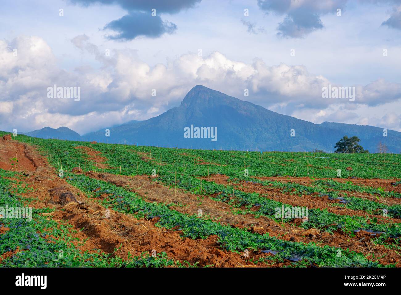 Watermelon farming area in the south of Thailand Stock Photo - Alamy