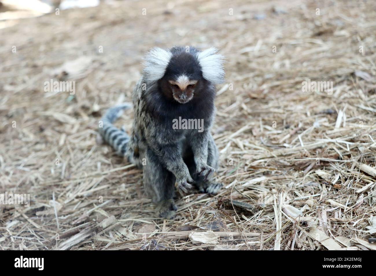 Zoologischerr garten hi-res stock photography and images - Alamy