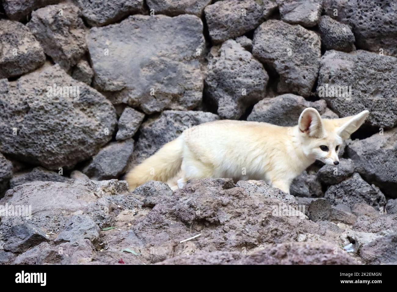 Fennek fuchs vulpes zerda hi-res stock photography and images - Alamy