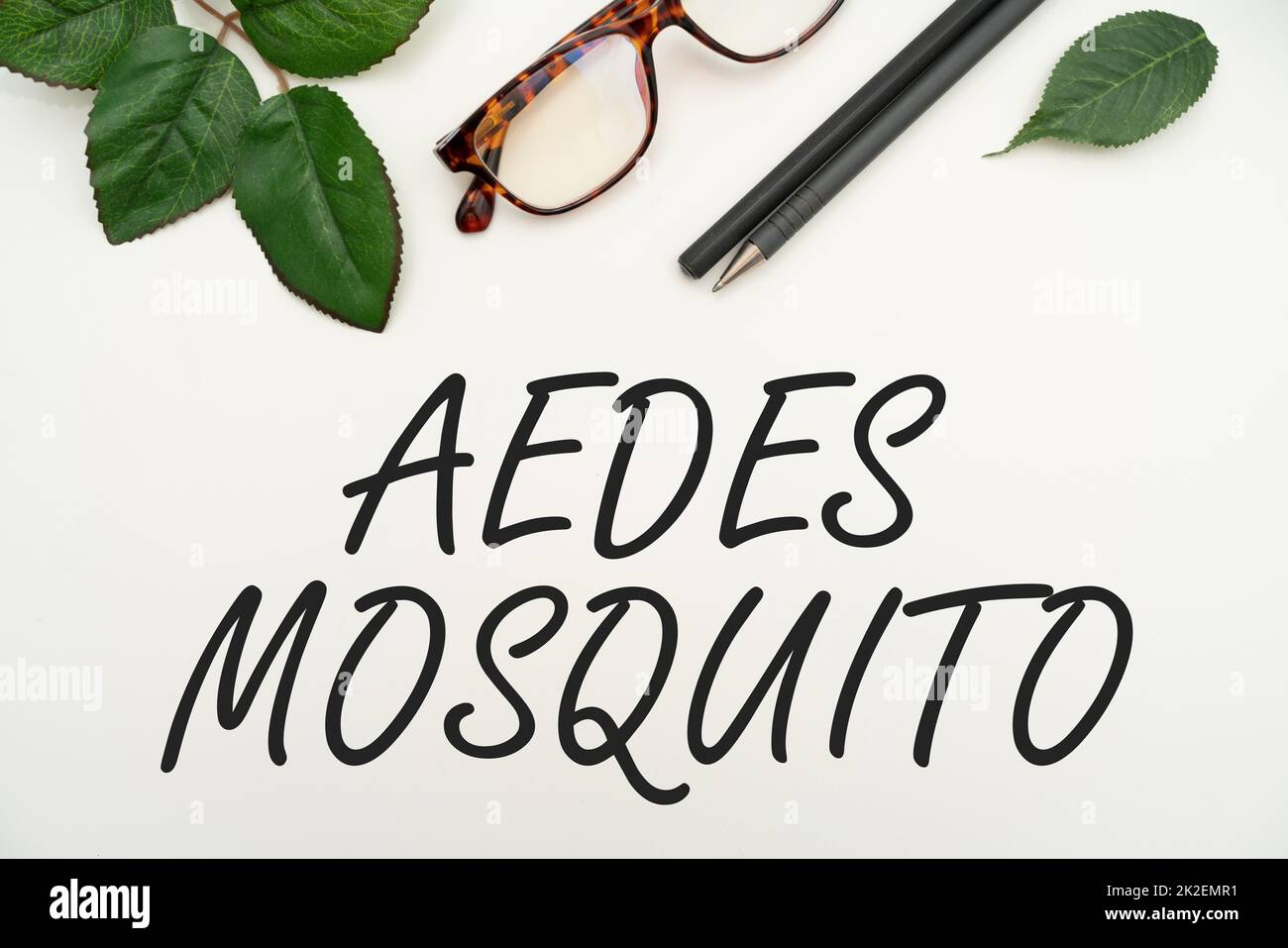Writing displaying text Aedes Mosquito. Business showcase the yellow ...