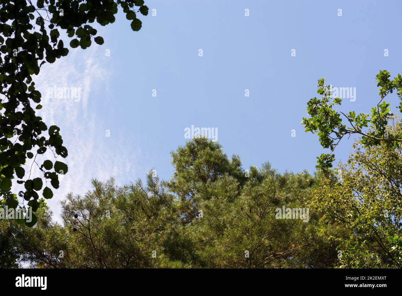 Beautiful park forest landscape with tree trunks on the Baltic sea ...