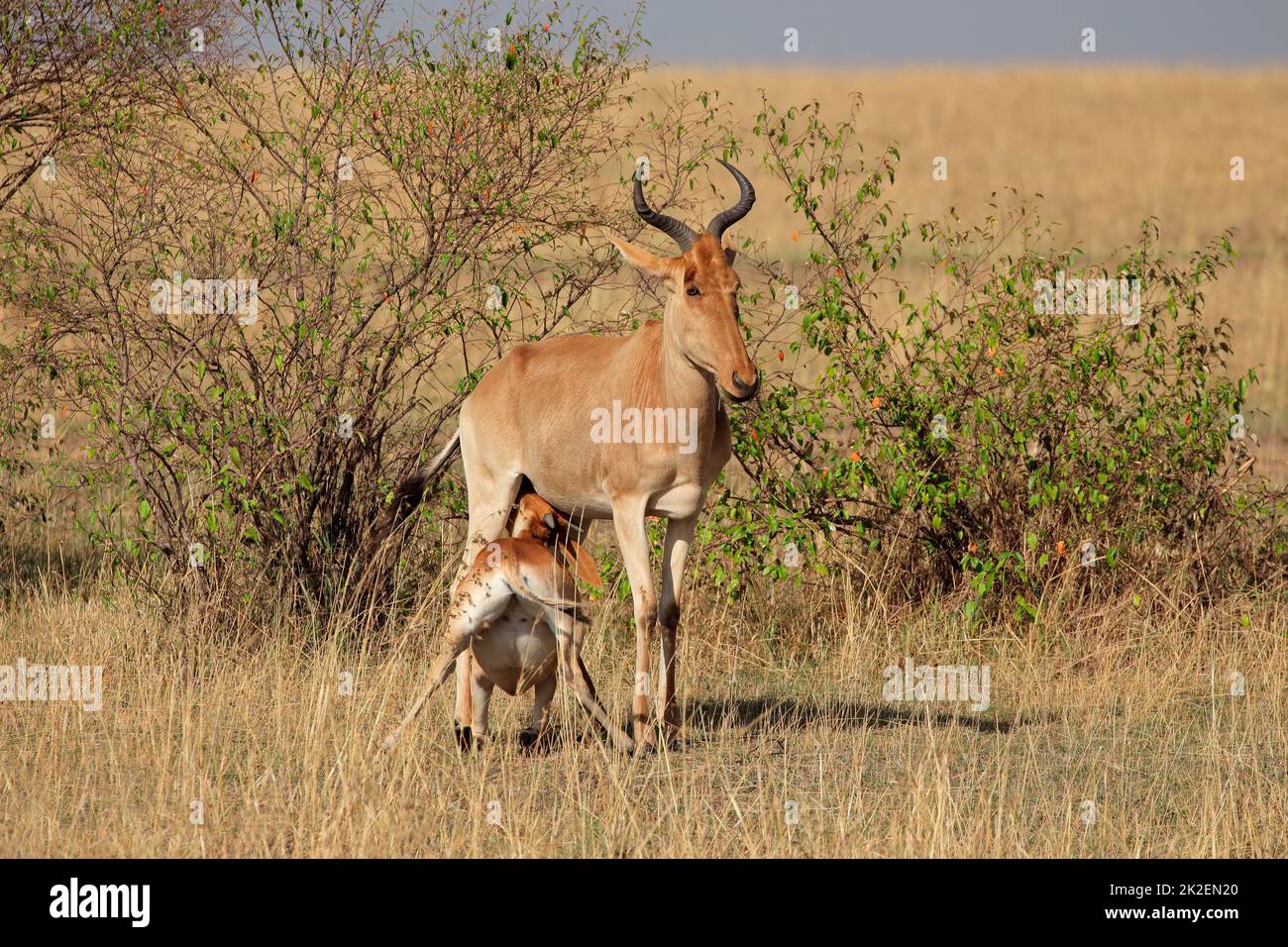 Hartebeest female hi-res stock photography and images - Alamy