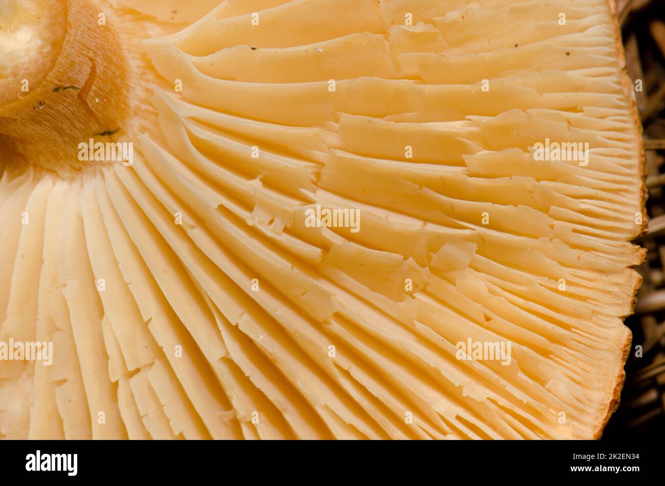 Underside of a mushroom Stock Photo - Alamy