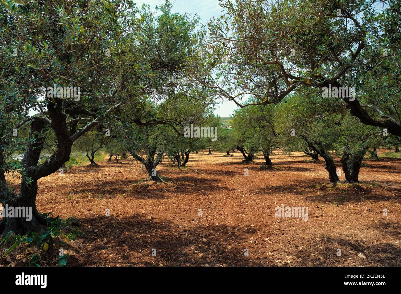 Olive trees Olea europaea in Crete, Greece for olive oil production ...
