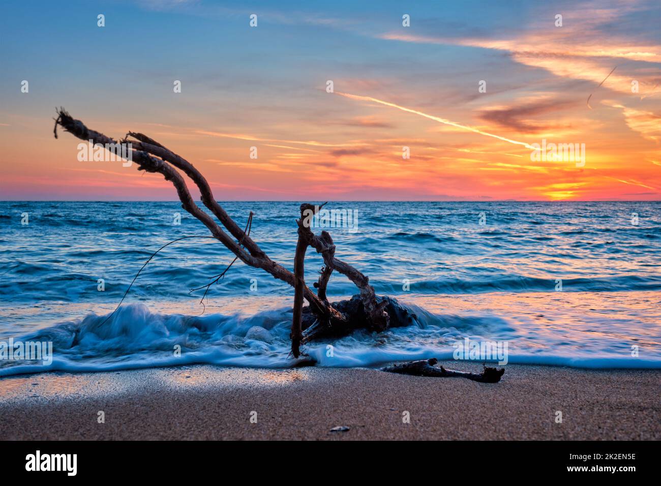 ld wood trunk snag in water at beach on beautiful sunset Stock Photo ...