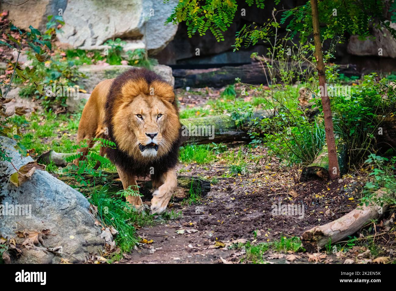 Lion in jungle forest in nature Stock Photo - Alamy