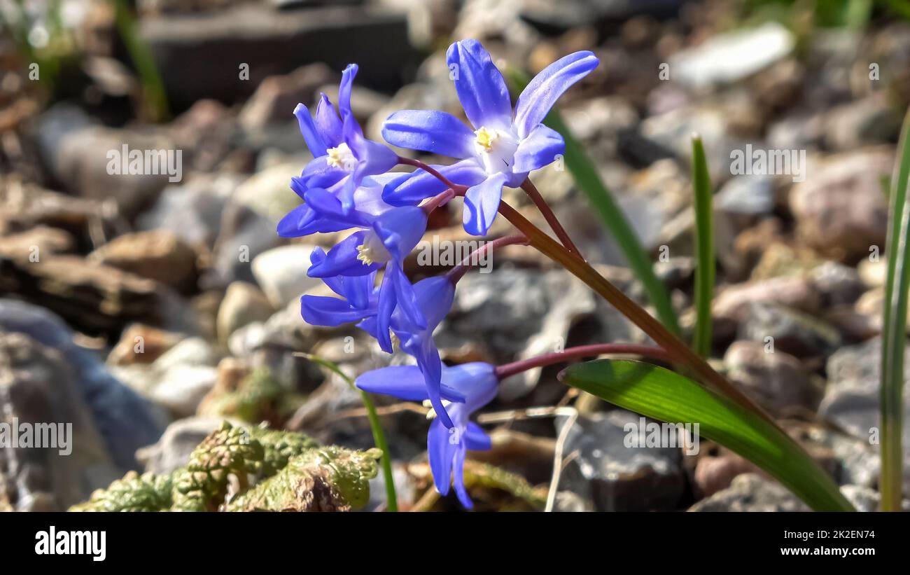 Beautiful purple chinodoxa forbesii flowers moving slowly in the wind ...