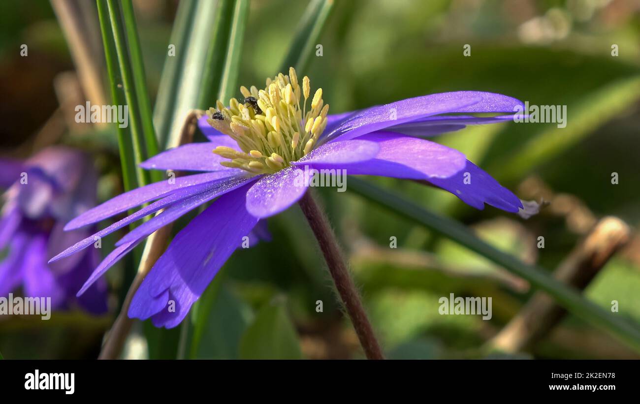 Purple anemone flowers moving slowly in the wind with a soft focus ...