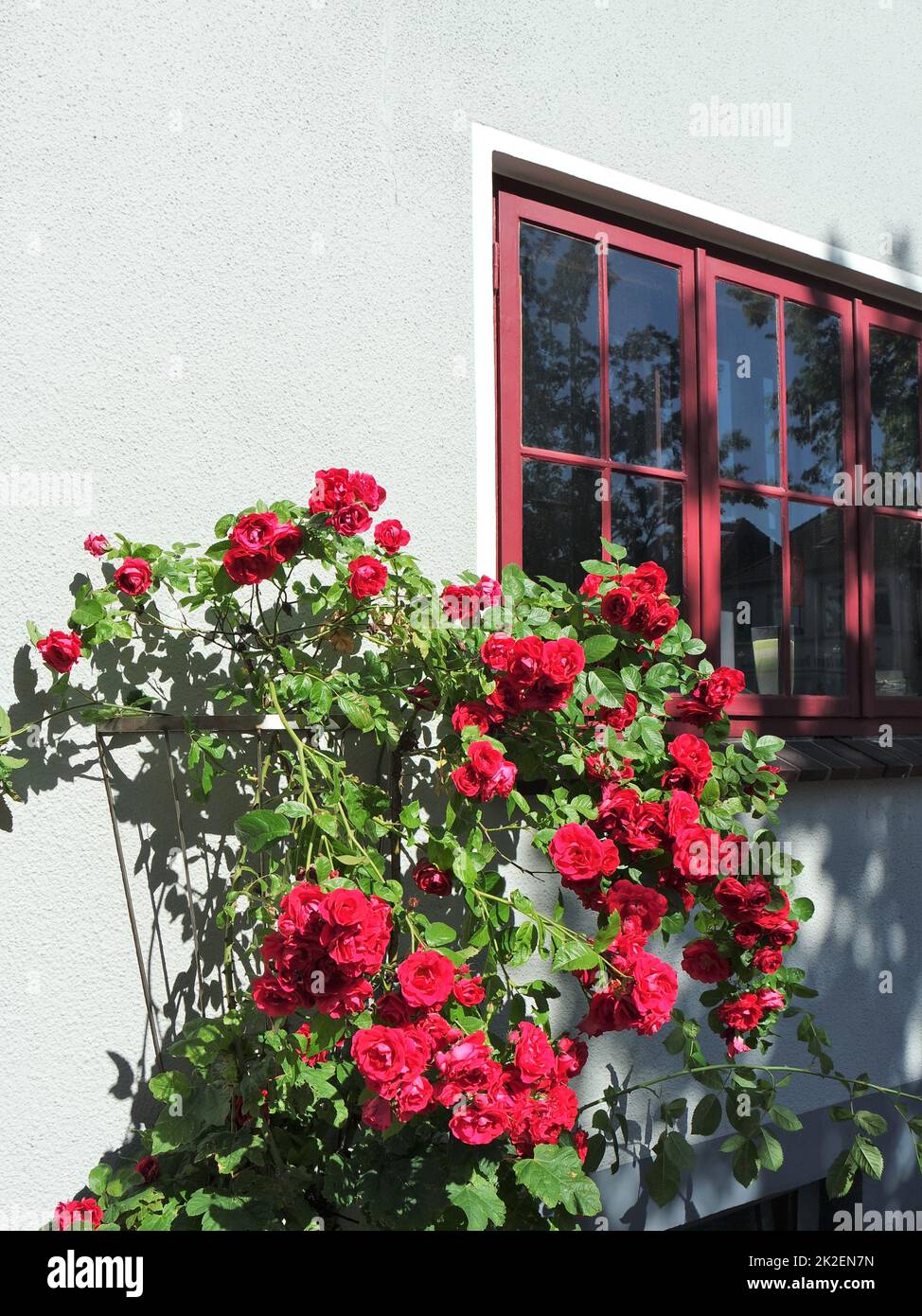 Red climbing rose Stock Photo - Alamy