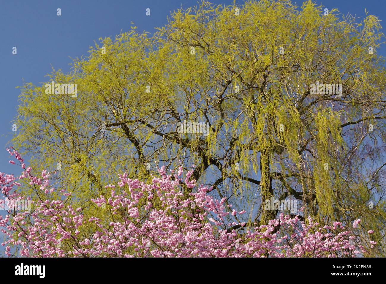 Spring in Bielefeld, cherry blossom tree and willow tree ...