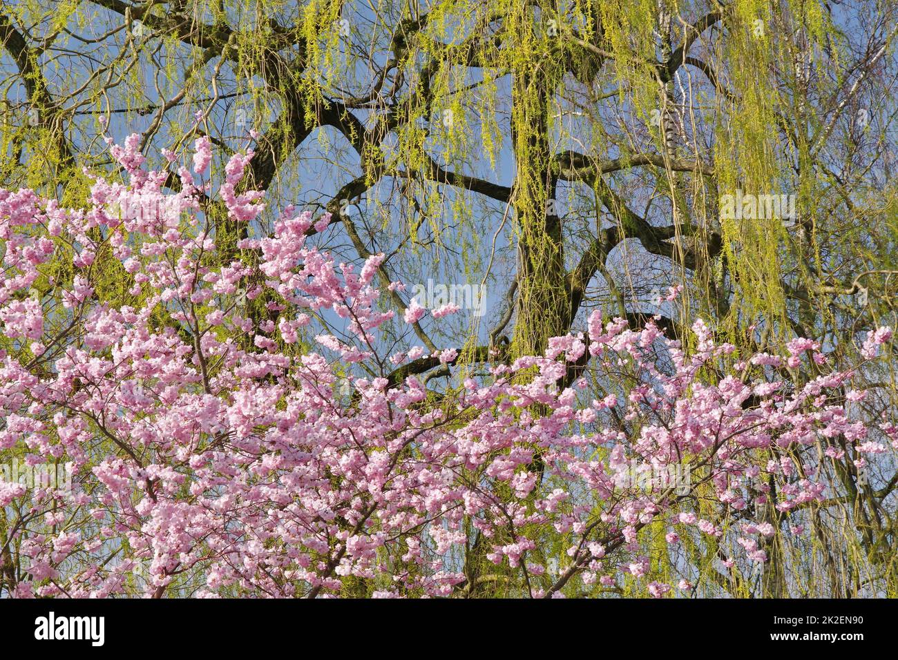 Spring in Bielefeld, cherry blossom tree and willow tree ...
